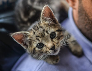 Dragon Li Cat (Chinese Li Hua): Pictures, Temperament & Traits | Hepper ...