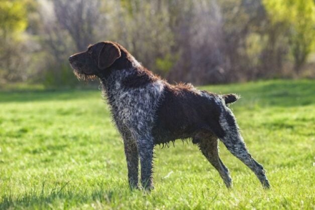 How to Groom a German Wirehaired Pointer: 9 Expert Tips | Hepper Pet Resources