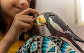 How to Take Care of a Pet Bird for Beginners — 10 Vet Approved Steps ...