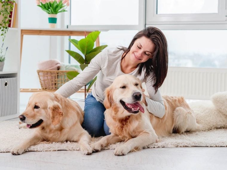 15 Friendliest Dog Breeds That Love People (With Info & Pictures ...