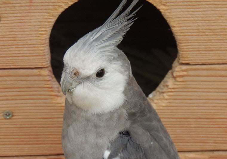 12 Incredible Cockatiel Facts & FAQs (Vet-Approved) | Hepper Pet Resources