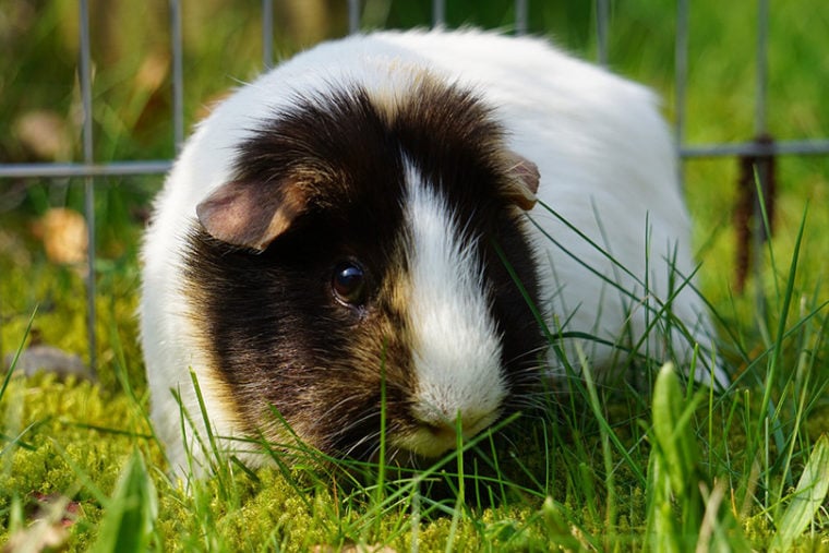How Big Do Guinea Pigs Get? Size & Growth Chart | Hepper Pet Resources