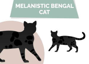 Black (Melanistic) Bengal Cat: Info, Pictures, Origin & History ...