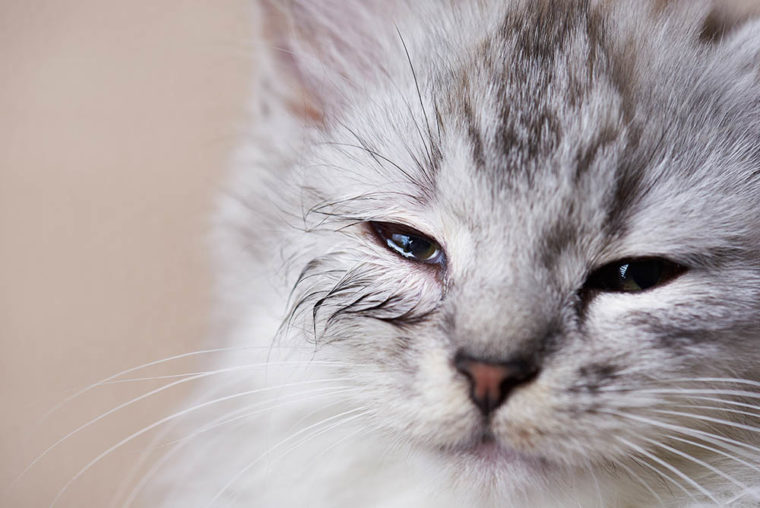 7 Most Common Cat Eye Problems: Our Vet Answers | Hepper Pet Resources