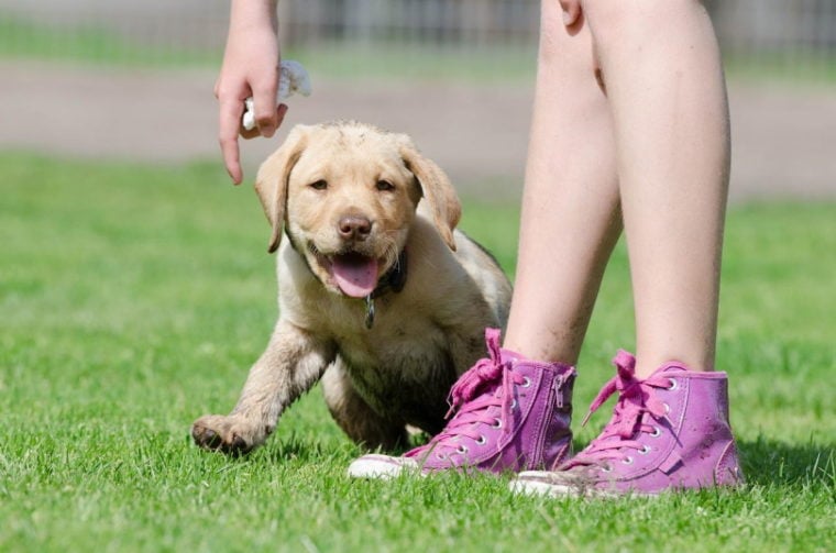 How to Train a Labrador Puppy: 9 Vet-Approved Tips & Tricks | Hepper ...
