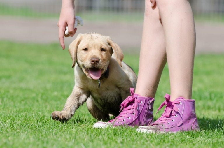 How to Train a Labrador Puppy: 9 Vet-Approved Tips & Tricks | Hepper ...