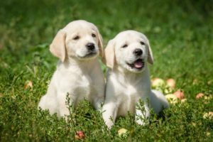 How Long Do Labrador Retrievers Live? Average Lifespan, Data & Care | Hepper Pet Resources