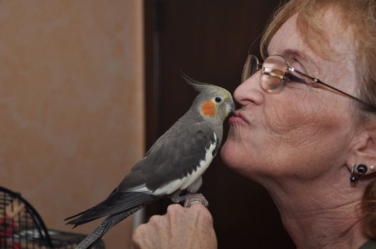 How to Train a Cockatiel: 13 Vet-Approved Tips | Hepper Pet Resources