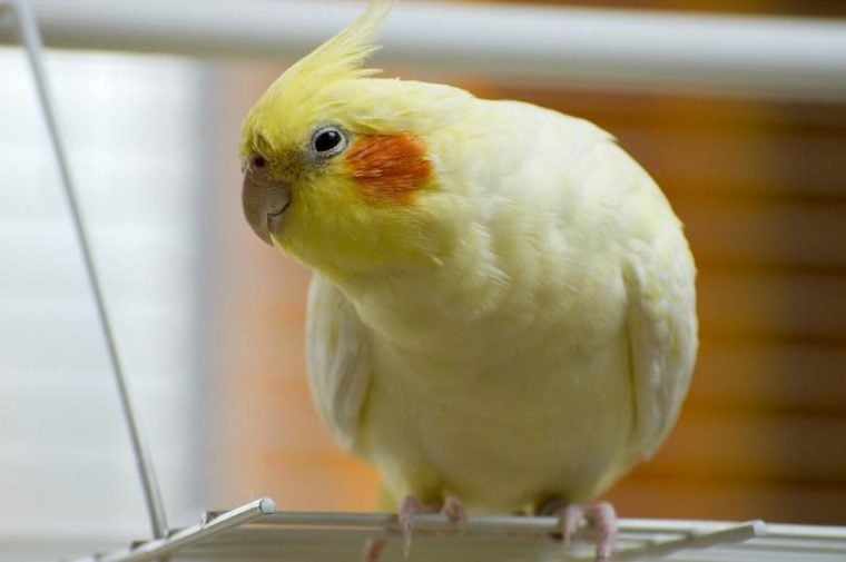 12 Types of Cockatiels (With Info & Pictures) | Hepper Pet Resources