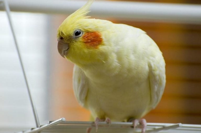 5 Yellow Pet Bird Species That You Can Bring Home Today (With Info ...