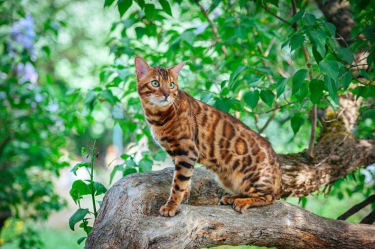 14 Bengal Cat Colors & Patterns (With Info & Pictures) | Hepper Pet ...