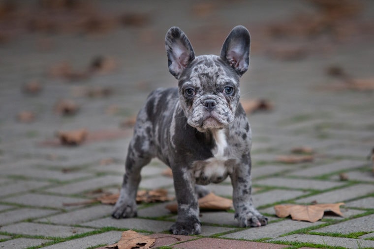Merle French Bulldog: Pictures, Facts, Origin & History | Hepper Pet ...