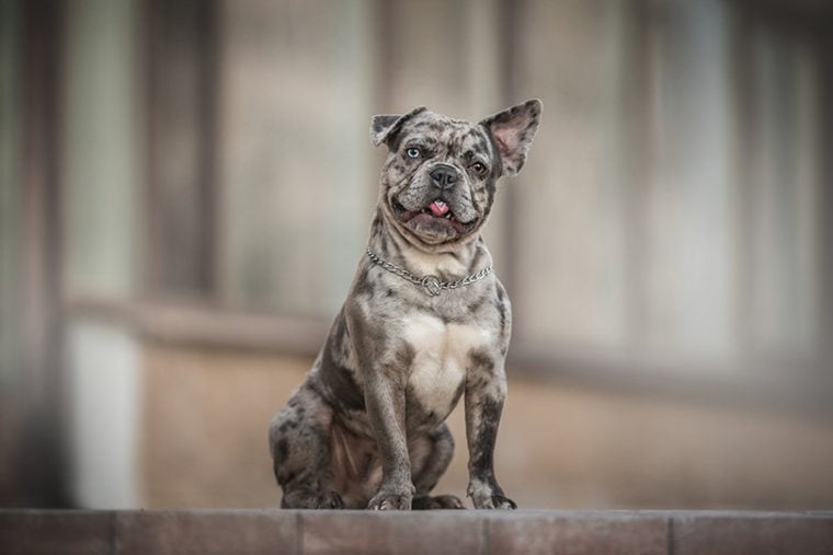 Merle French Bulldog: Pictures, Facts, Origin & History | Hepper Pet ...