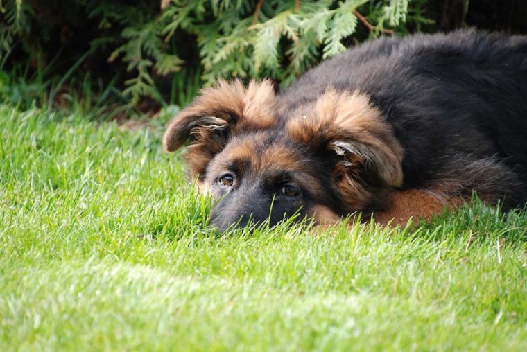 Why Does My German Shepherd Eat Poop? 7 Reasons & How to Stop It ...