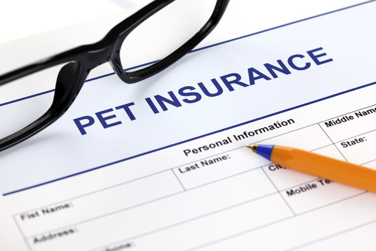 9 Best Pet Insurance Providers in New York - 2026 Reviews | Hepper Pet ...