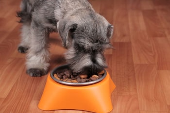 When Was Dog Food Invented? History of Commercial Pet Food Explored ...