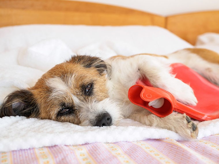 Fever in Dogs: Signs, Causes & Treatment (Vet Answer) | Hepper Pet ...