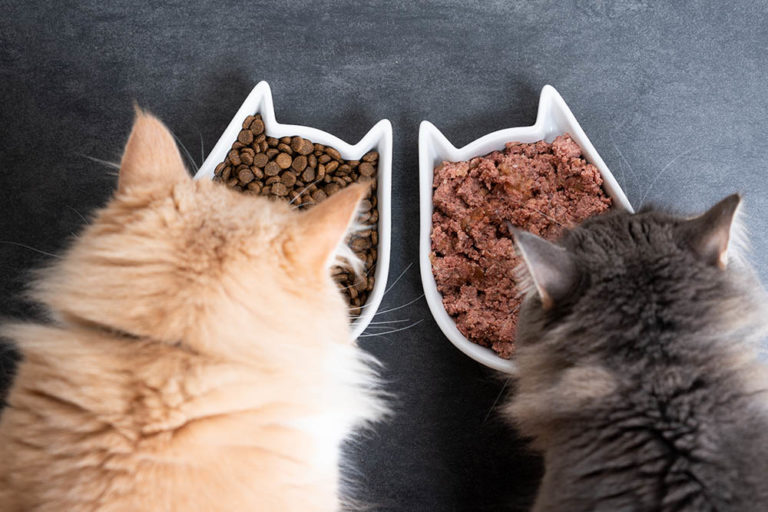 9 Best Budget Cat Foods in the UK - 2026 Reviews & Top Picks | Hepper ...