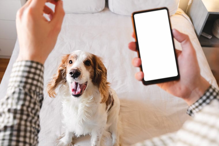 19 Must-Have Apps for Dog Owners in 2025 | Hepper Pet Resources