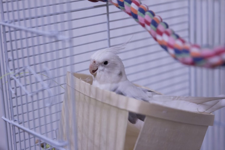 When Do Cockatiels Molt? Vet-Reviewed Facts & Care Tips | Hepper Pet ...