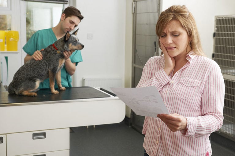 12 Surprising UK Veterinarian Statistics & Facts: 2026 Update | Hepper ...