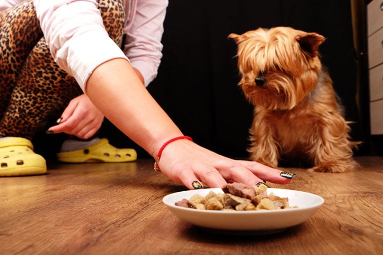 Why Does My Dog Walk Away From Their Food? 8 Common Reasons | Hepper ...