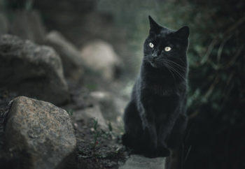 History of Black Cats: How They Become a Superstitious Symbol | Hepper ...