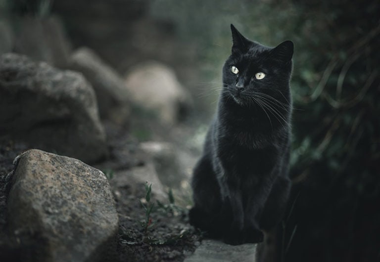 History of Black Cats: How They Become a Superstitious Symbol | Hepper ...