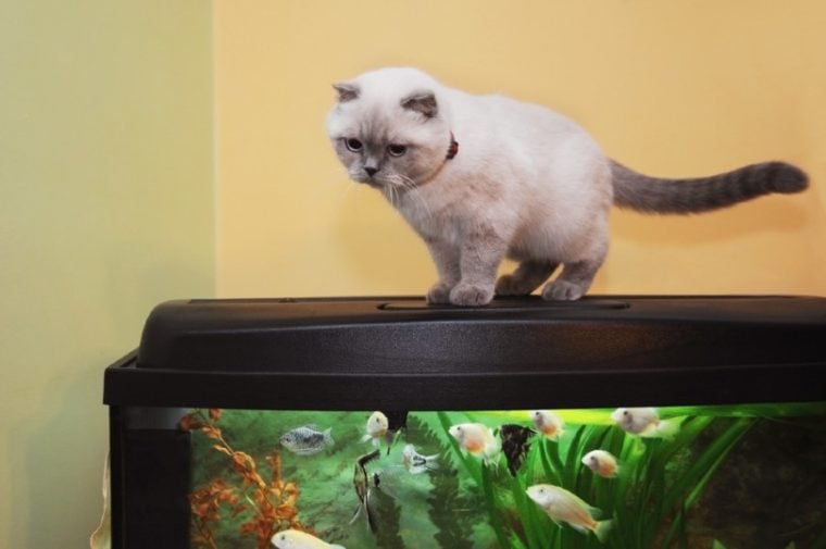 How to Cat-Proof a Fish Tank: 8 Vet-Approved Ways | Hepper Pet Resources