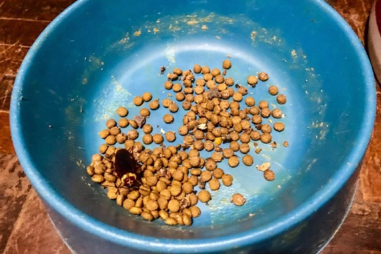 Can Cats Eat Cockroaches? Vet-Reviewed Health & Safety Guide | Hepper ...