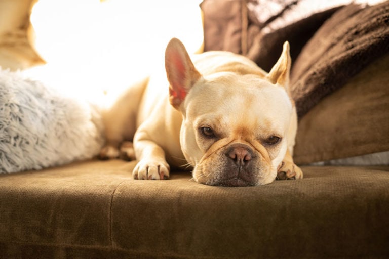Intervertebral Disc Back Disease (IVDD) in a French Bulldog - Signs and ...