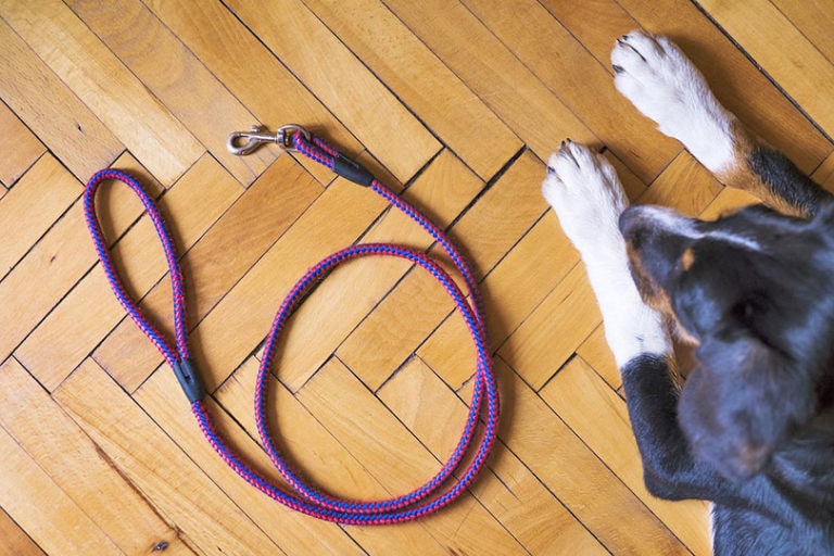 Does Barnes and Noble Allow Dogs? A Complete Guide (2026 Update ...