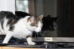 Why Do Cats Walk on Keyboards? 5 Possible Reasons | Hepper Pet Resources