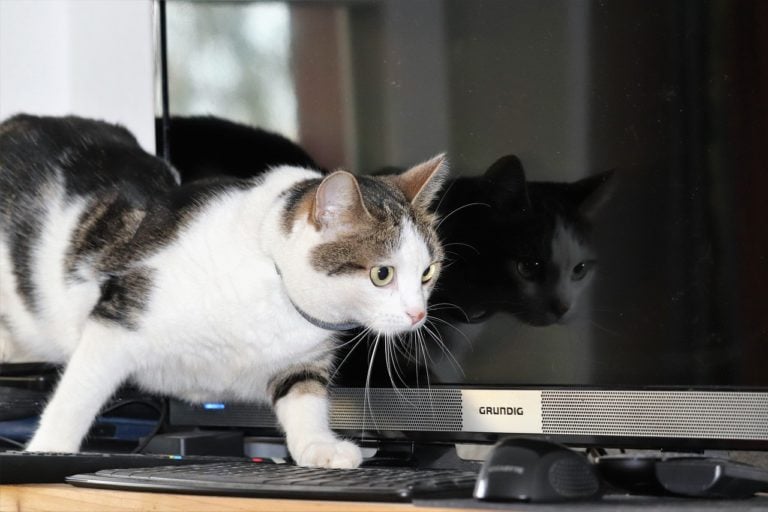 Why Do Cats Walk on Keyboards? 5 Possible Reasons | Hepper Pet Resources