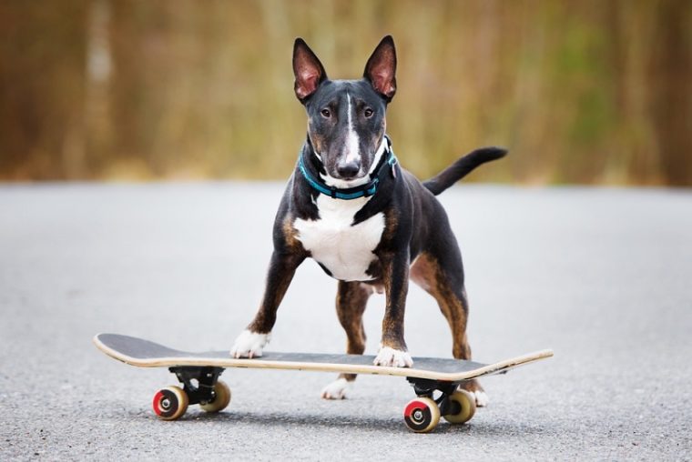 How To Teach Your Dog To Skateboard in 6 Simple Steps | Hepper Pet ...
