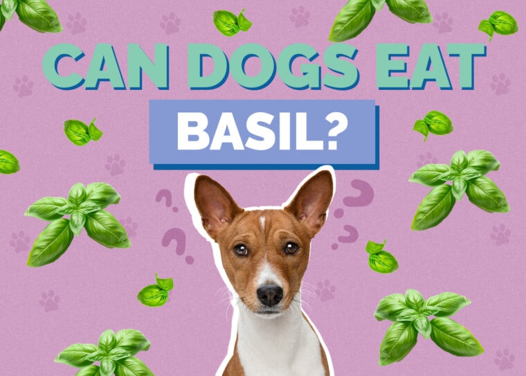 Can Dogs Eat Basil? Vet-Verified Nutrition Facts, Tips & Alternatives ...