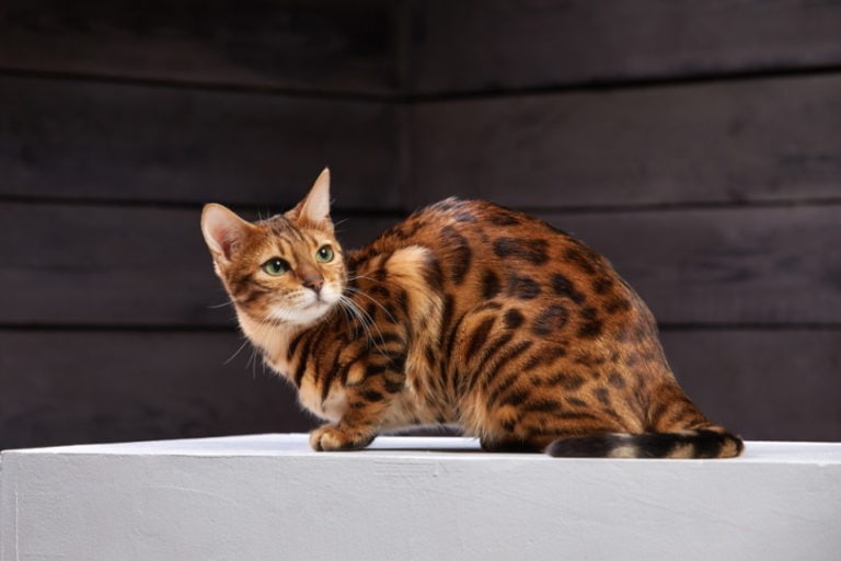 Black (Melanistic) Bengal Cat: Info, Pictures, Origin & History ...