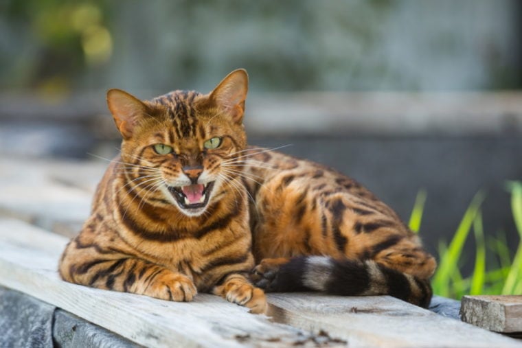 12 Meanest & Most Aggressive Cat Breeds: Info, Pictures, & Training ...