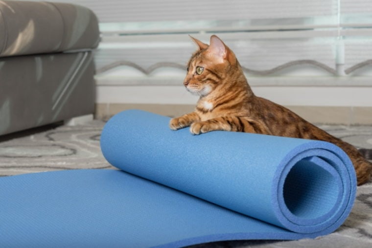 How to Cat Proof Wires and Cords – 8 Possible Ways