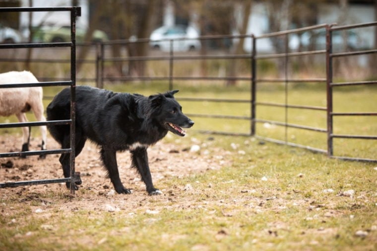 Top 11 Types of Cattle Dog Breeds: Info, Facts, Pictures & More ...