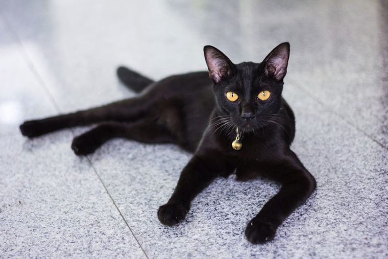 History of Black Cats: How They Become a Superstitious Symbol | Hepper ...