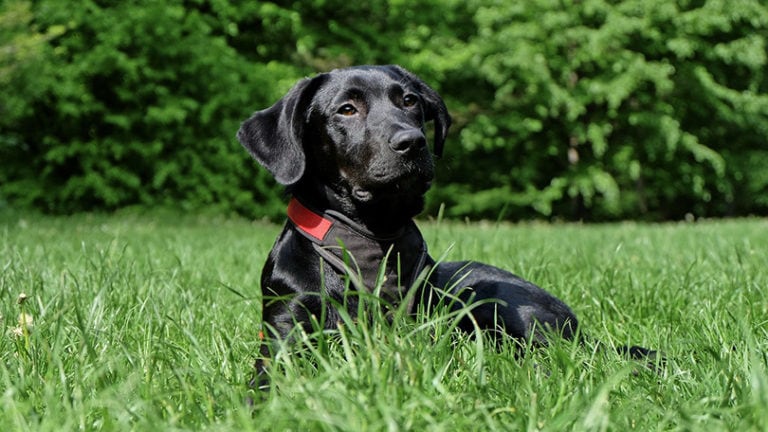 Black Labrador Retriever: Info, Pictures, Traits & History | Hepper Pet ...