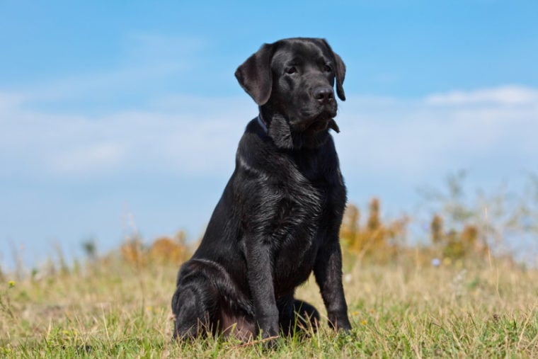 15 Black Dog Breeds: Info, Pictures, Facts & History | Hepper Pet Resources