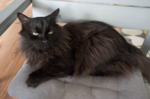 15 Beautiful Turkish Angora Colors & Patterns (With Pictures) | Hepper ...