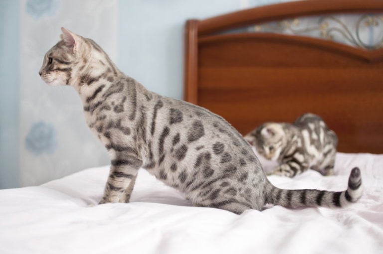 Blue Bengal Cat: Facts, Pictures, Origin & History | Hepper Pet Resources