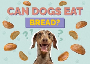 Can Dogs Eat Bread? Vet-Reviewed Facts & FAQ | Hepper Pet Resources