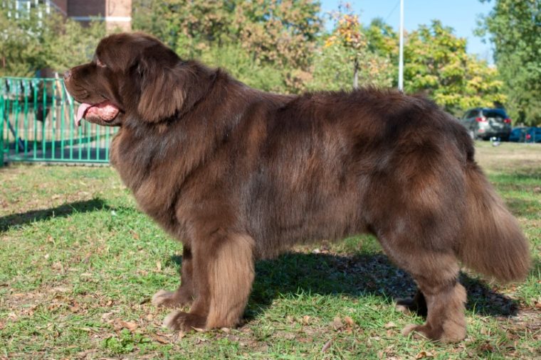 Brown Newfoundland Dog: Info, Pictures, Origin & History | Hepper Pet ...