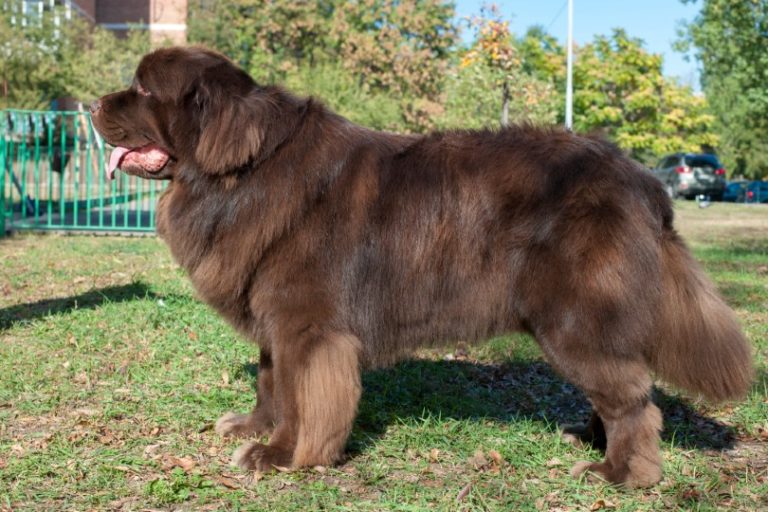 Brown Newfoundland Dog: Info, Pictures, Origin & History | Hepper Pet ...