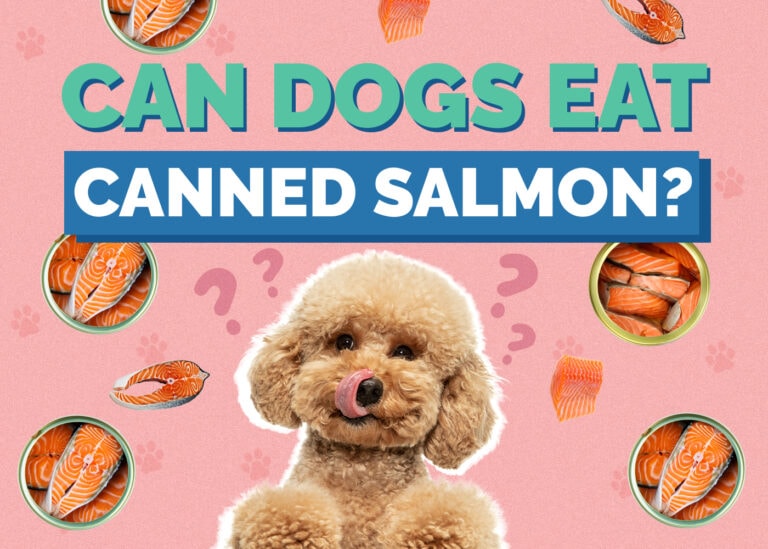 Can Dogs Eat Canned Salmon? Vet-Reviewed Facts & Health Guide | Hepper ...