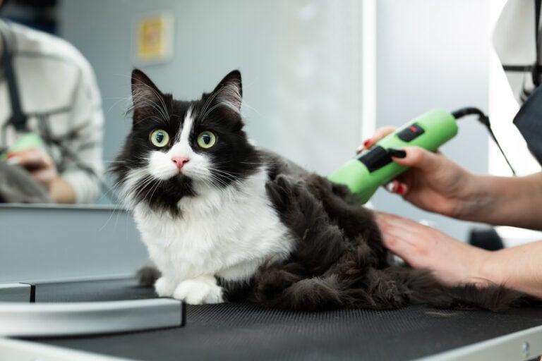 What Is the Cost of Cat Grooming? 2025 Price Guide | Hepper Pet Resources